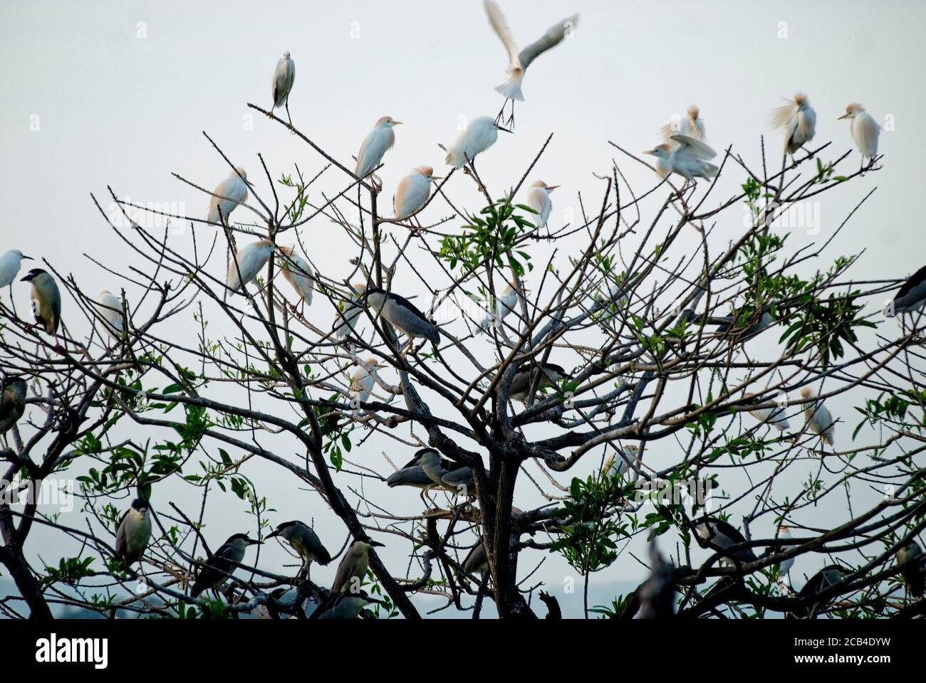 Cerron Grande High Resolution Stock Photography and Images - Alamy