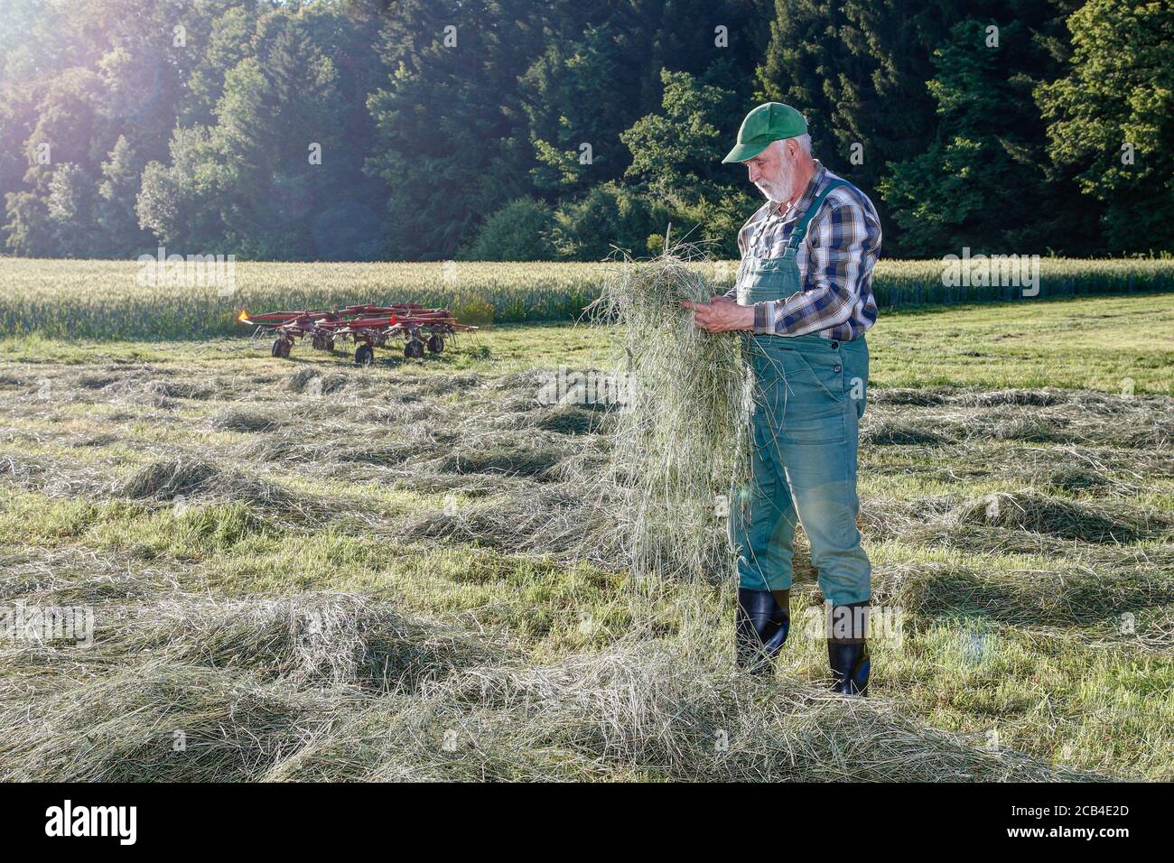 An organic farmer examines the quality of his organic hay in his field ...