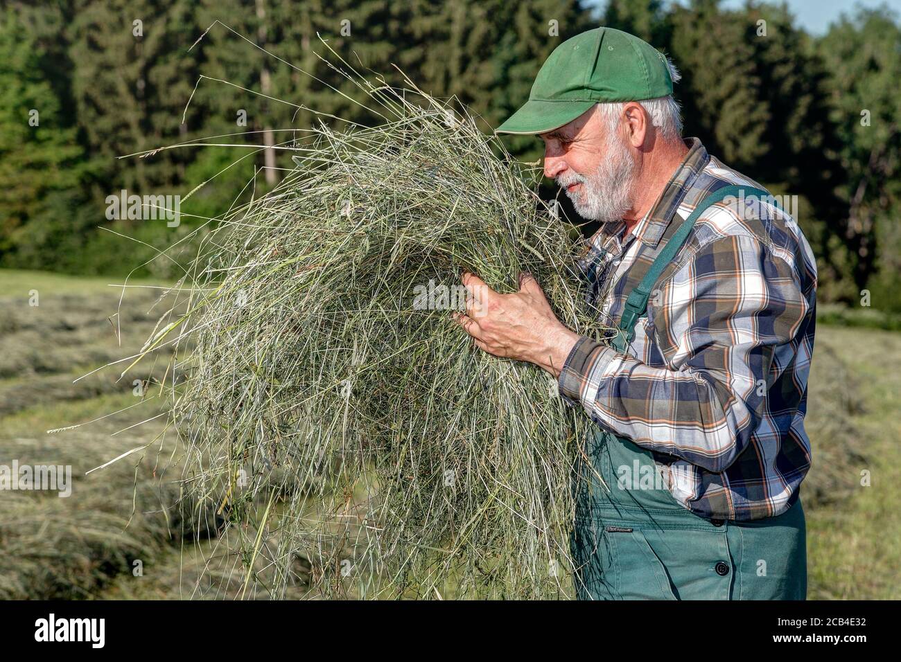 A farmer smells lovingly on his fragrant organic hay. Dried by pure ...
