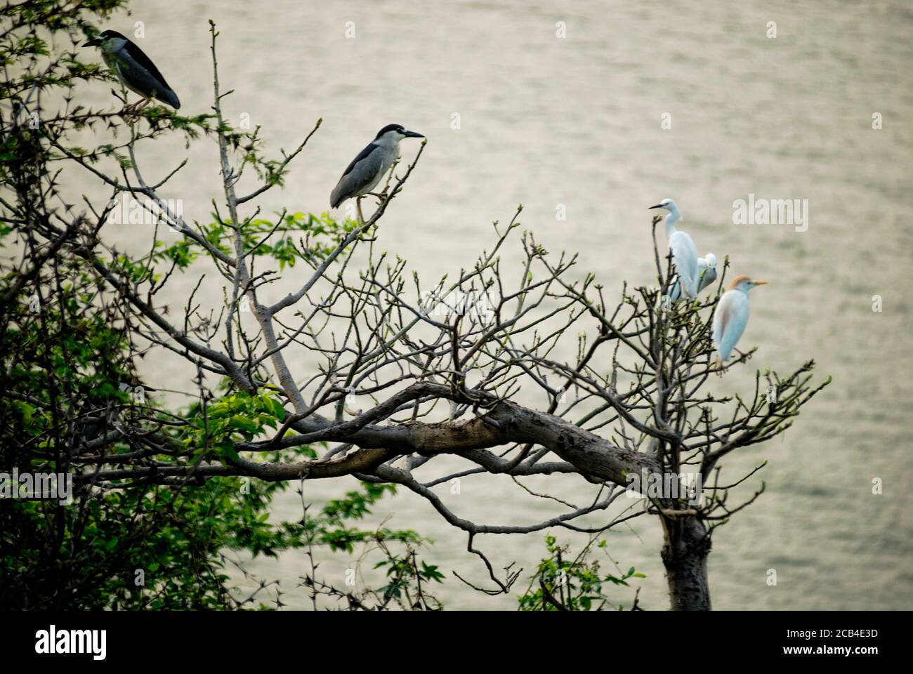 Cerron Grande High Resolution Stock Photography and Images - Alamy