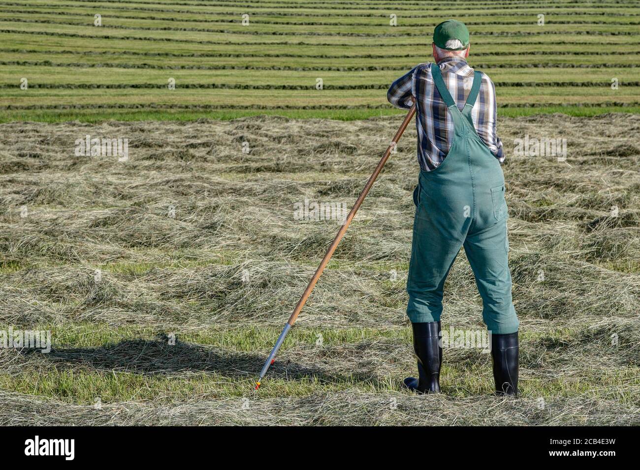 An organic farmer on the hay field leans on his rake and takes a break ...