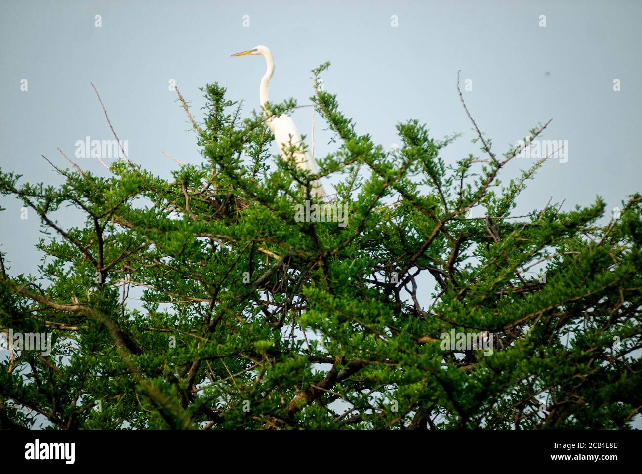 Cerron Grande High Resolution Stock Photography and Images - Alamy