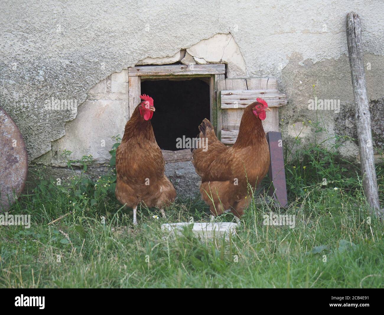 Hens on a farm Stock Photo - Alamy