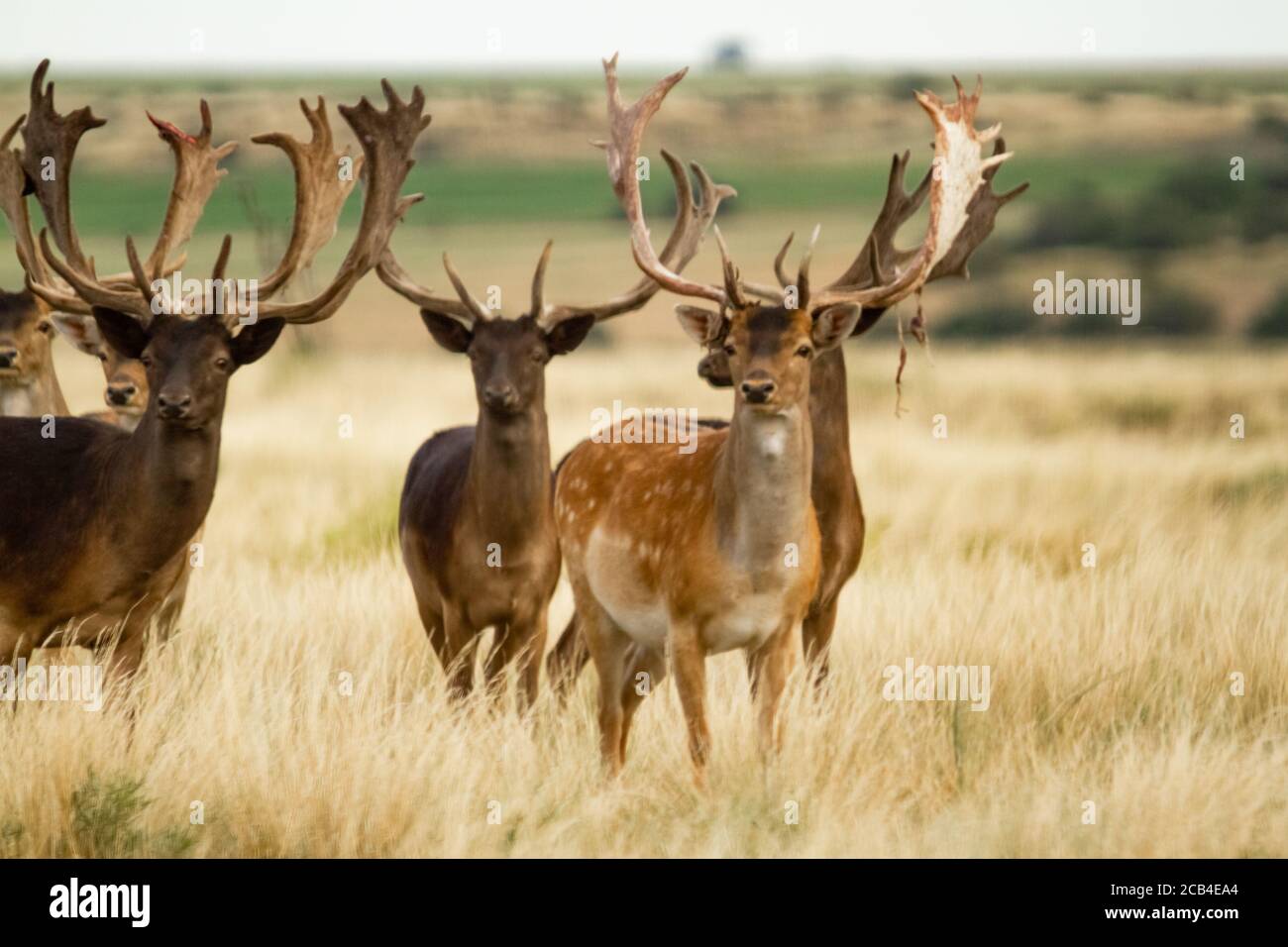 Fallow - fallow deer. -Dama dama - Beautiful natural grassland with ...
