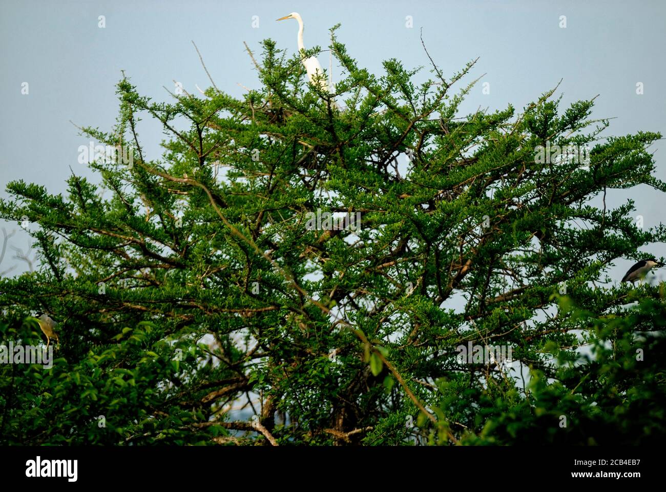 Cerron Grande High Resolution Stock Photography and Images - Alamy