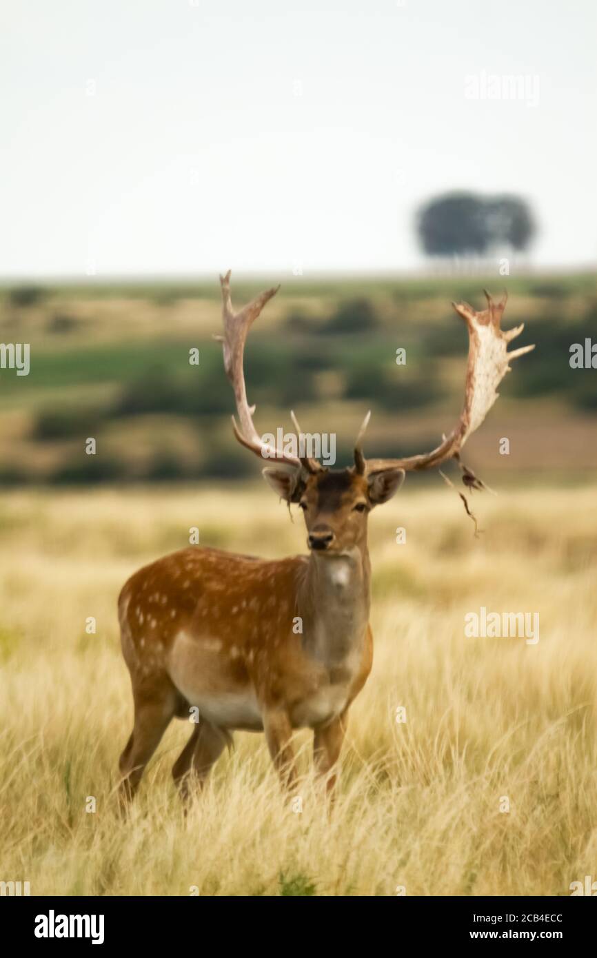 Fallow - fallow deer. -Dama dama - Beautiful natural grassland with ...