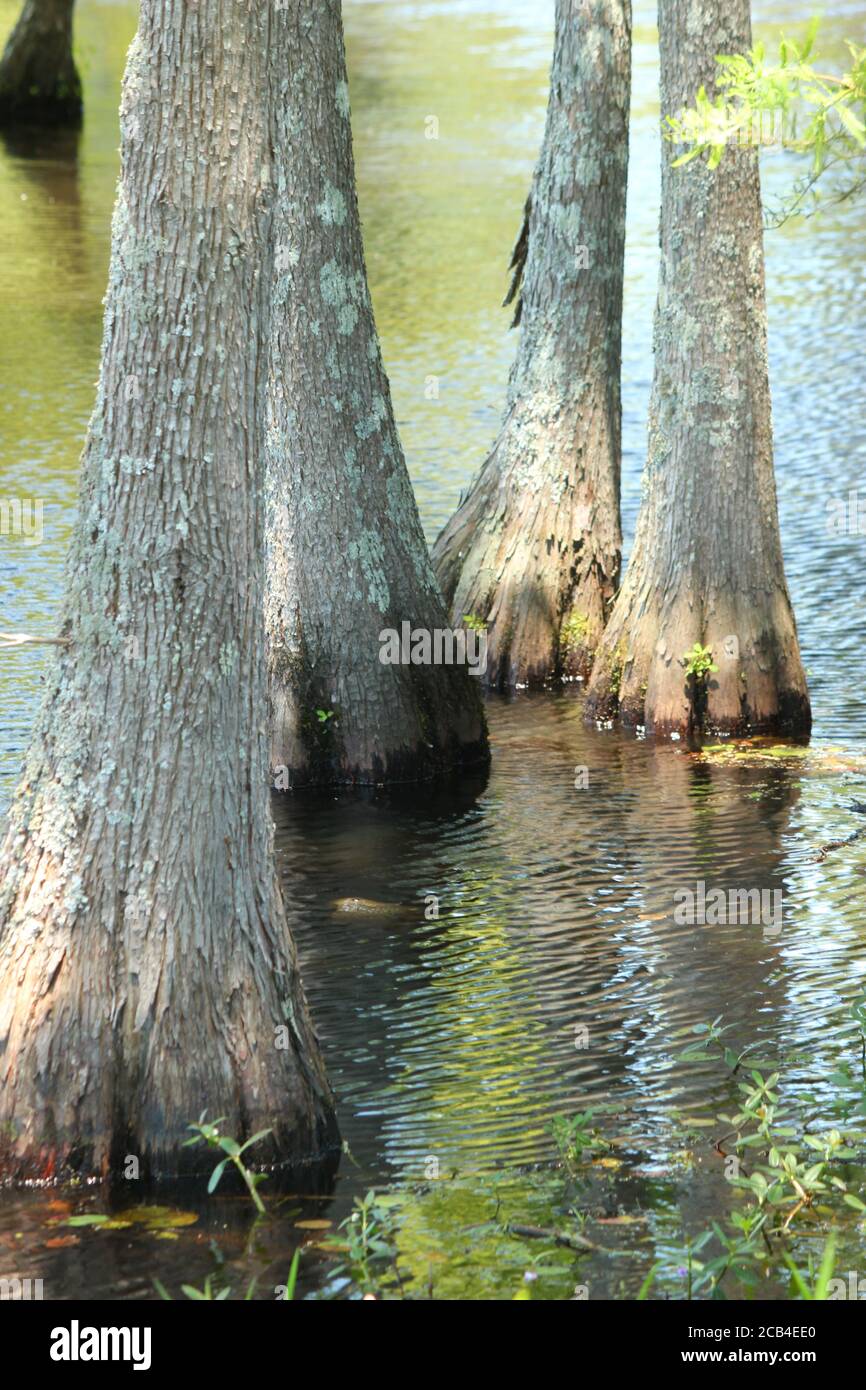 Bald Cypress tree close up in a lake Stock Photo - Alamy