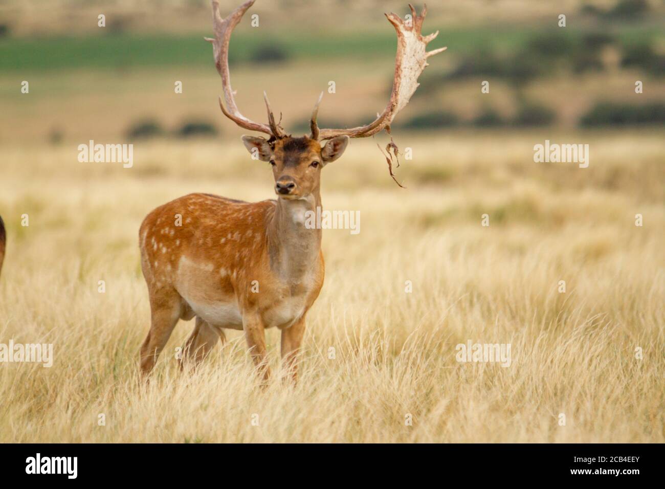 Fallow - fallow deer. -Dama dama - Beautiful natural grassland with ...