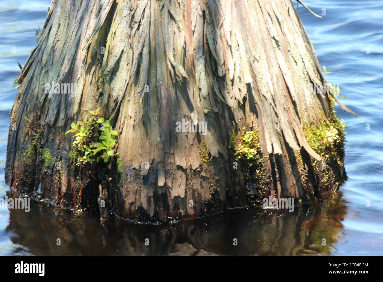 Swamp cypress tree hi-res stock photography and images - Alamy
