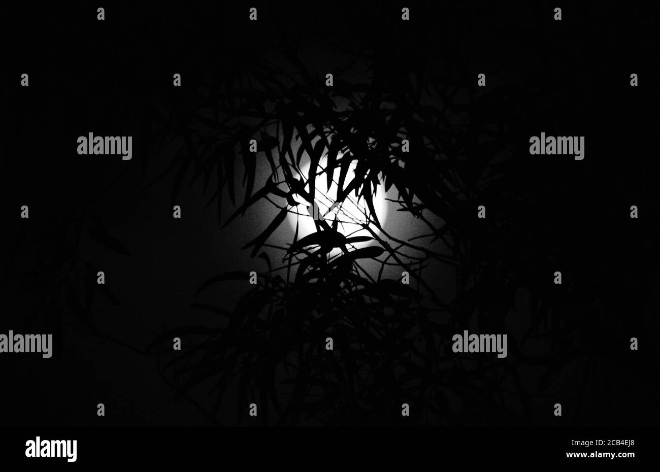 Silhouette of branches and leaves behind a full moon in Maltese islands ...