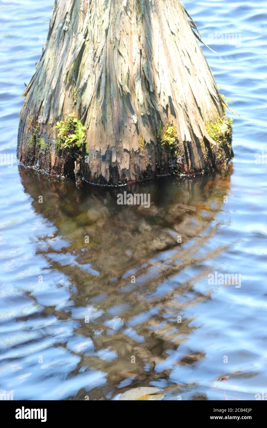 Cypress tree stump hi-res stock photography and images - Alamy