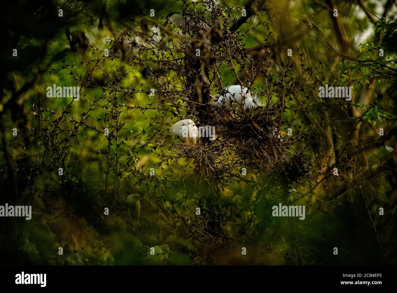 Cerron Grande High Resolution Stock Photography and Images - Alamy