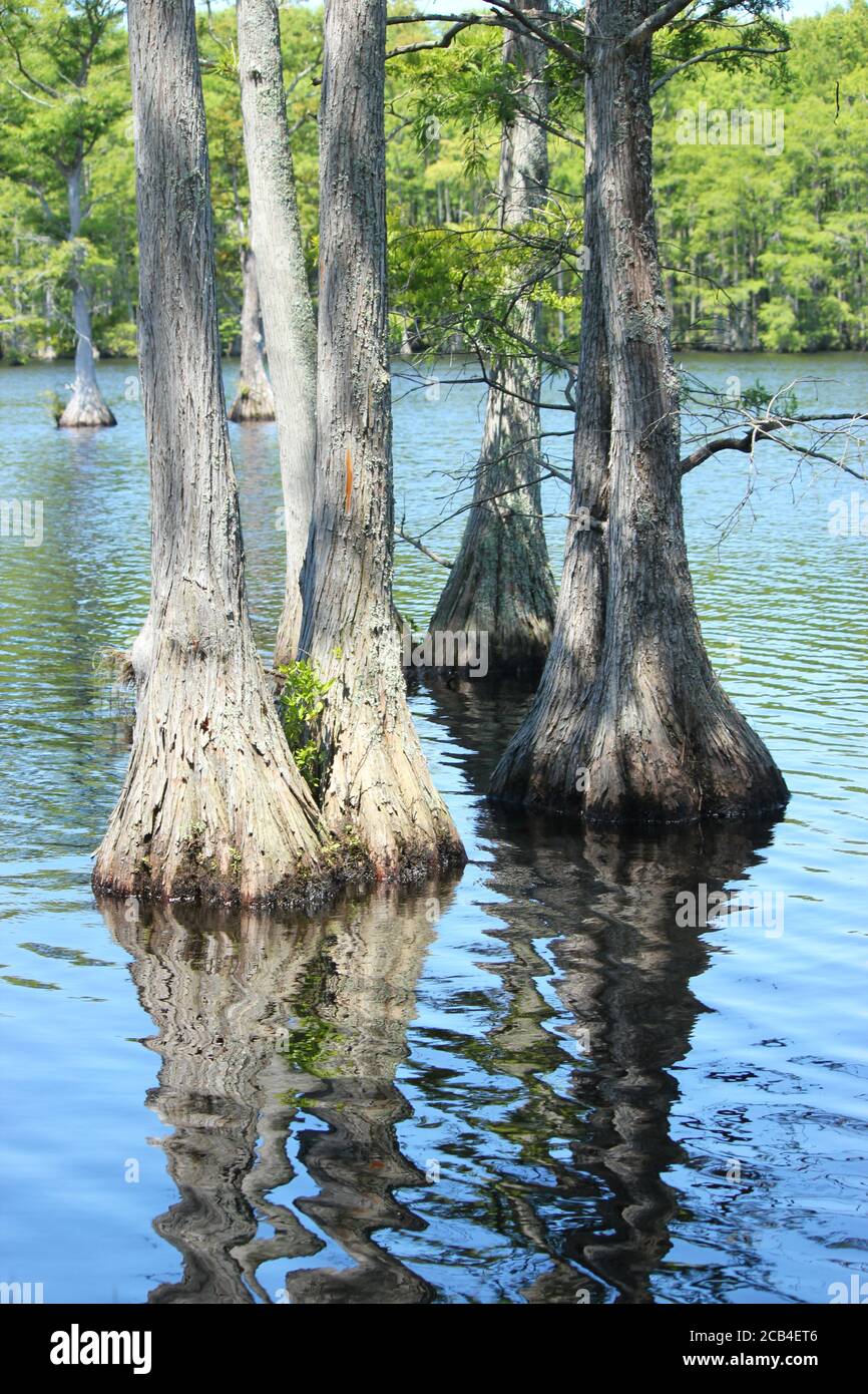 Bald cypress tree hi-res stock photography and images - Alamy