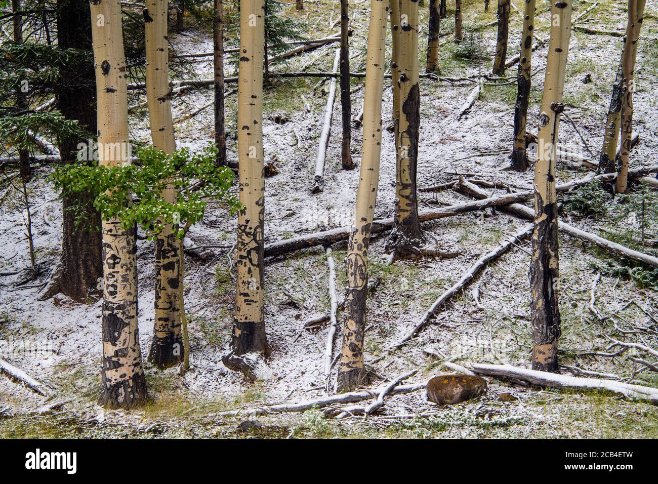 Lodgepole pine forest banff national hi-res stock photography and ...