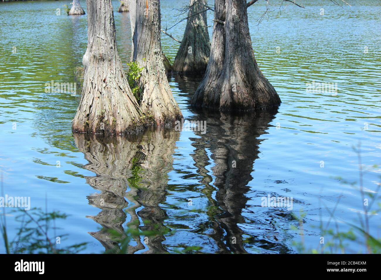 Cypress tree stump hi-res stock photography and images - Alamy