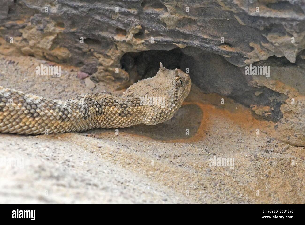 Saharan horned viper, Cerastes cerastes Stock Photo - Alamy