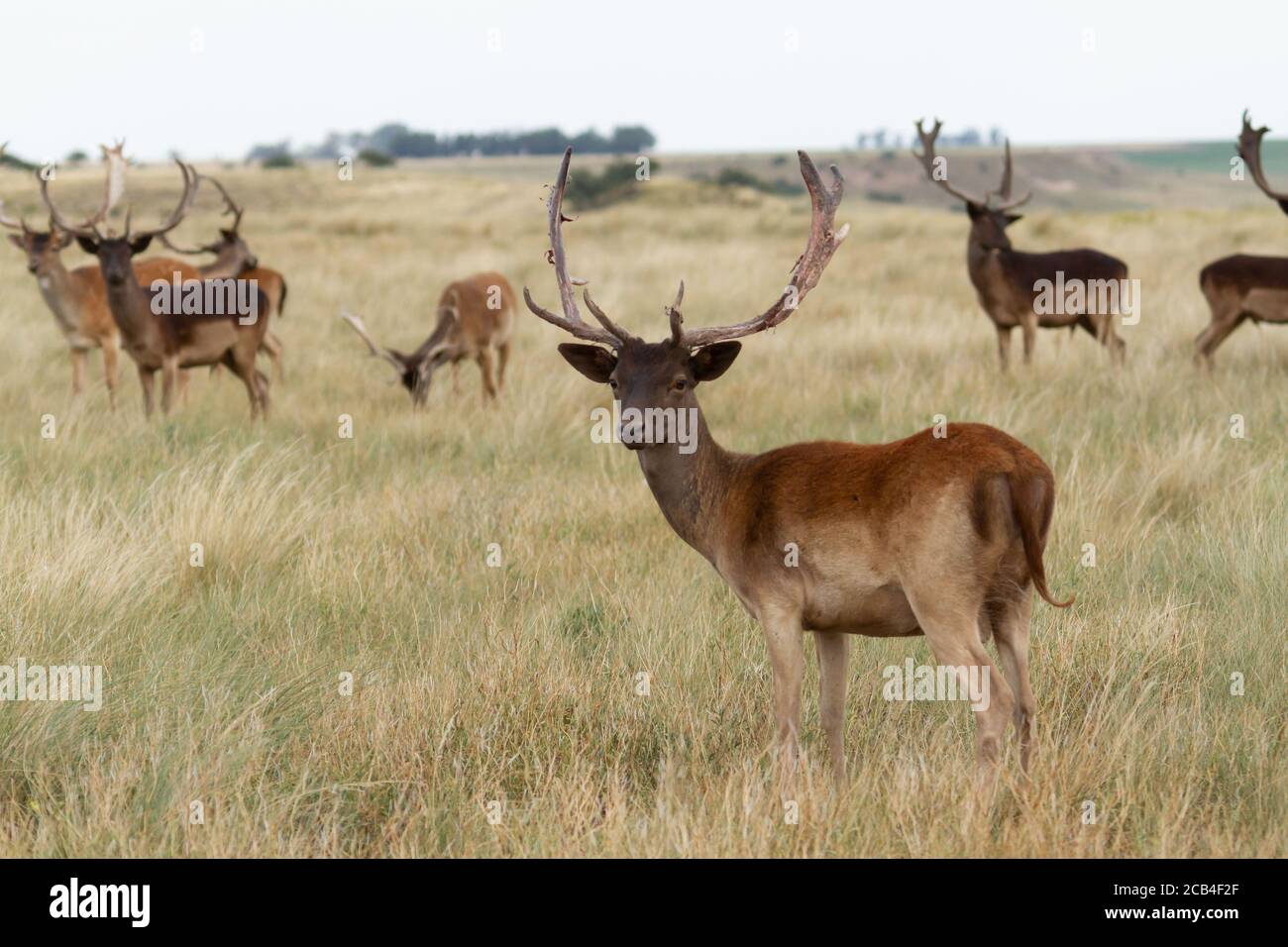 Grassland with animals hi-res stock photography and images - Alamy