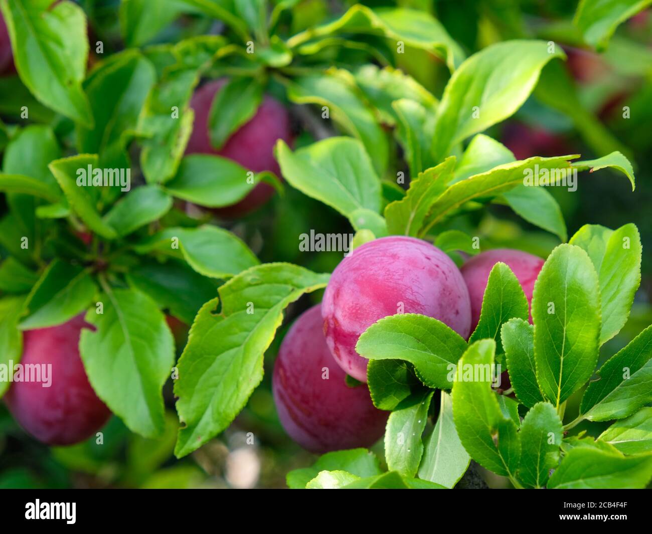 Sunny red plums hi-res stock photography and images - Alamy
