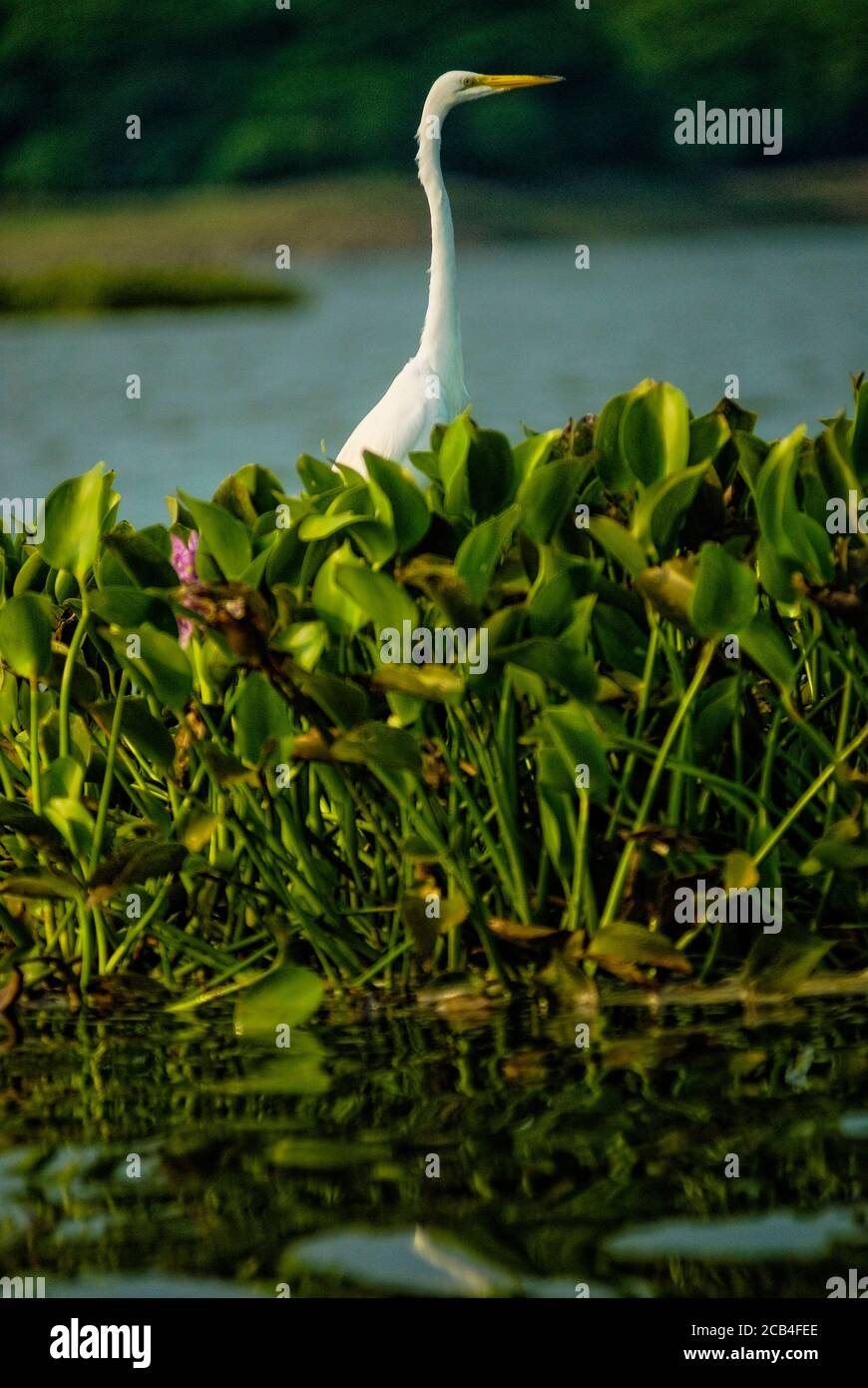 Cerron Grande High Resolution Stock Photography and Images - Alamy