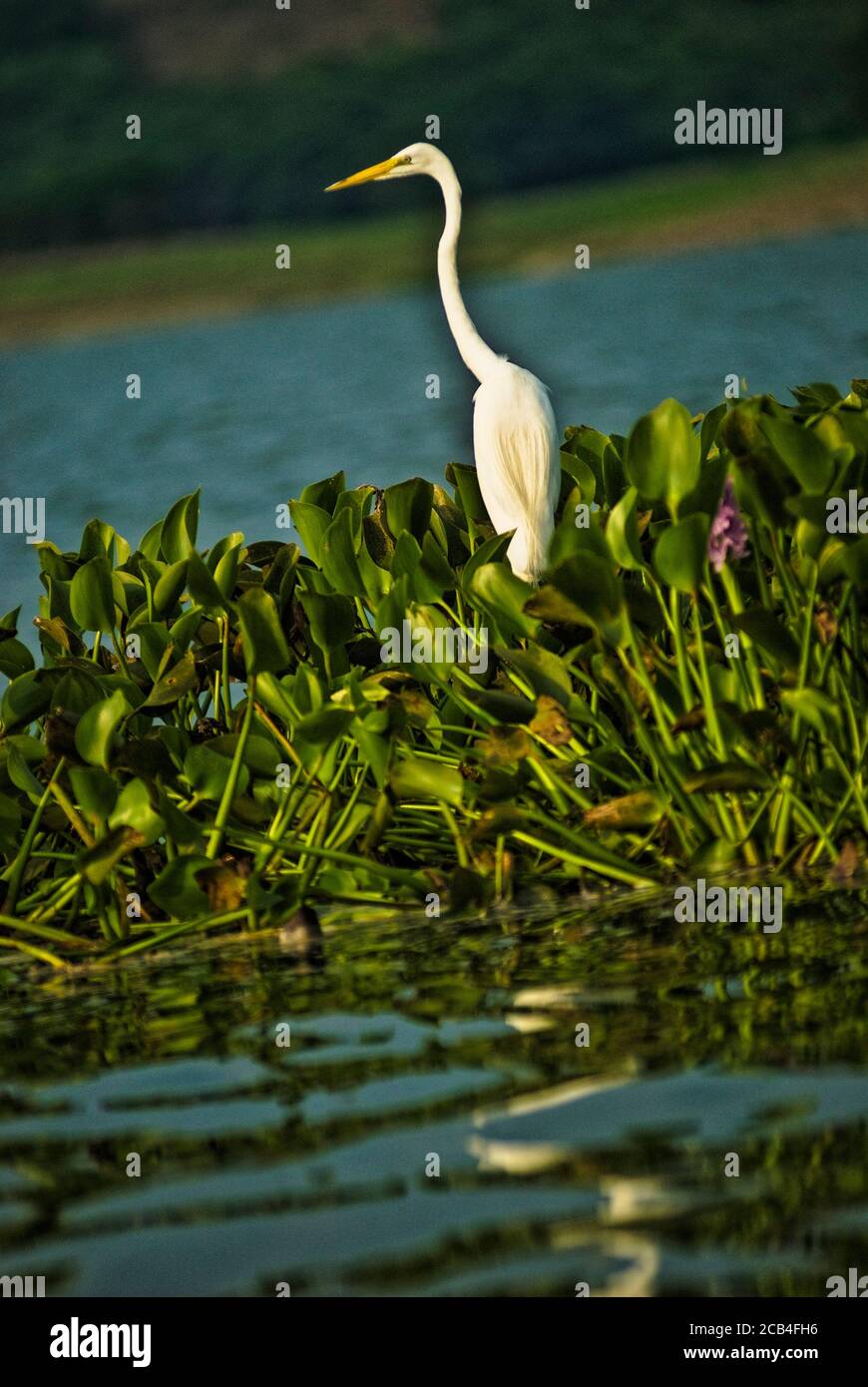 Cerron Grande High Resolution Stock Photography and Images - Alamy