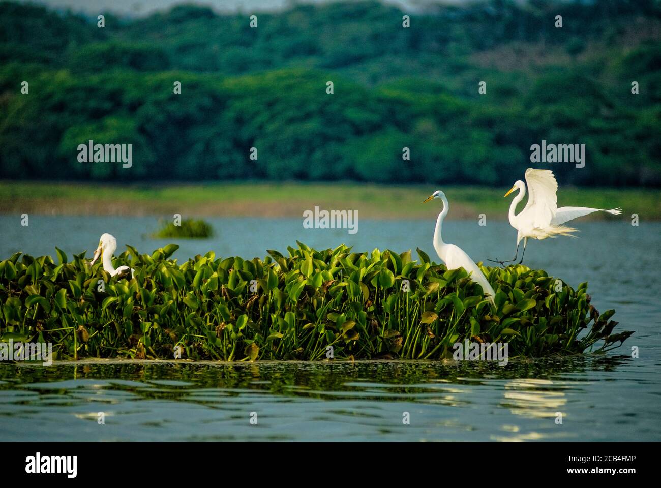 Cerron Grande High Resolution Stock Photography and Images - Alamy