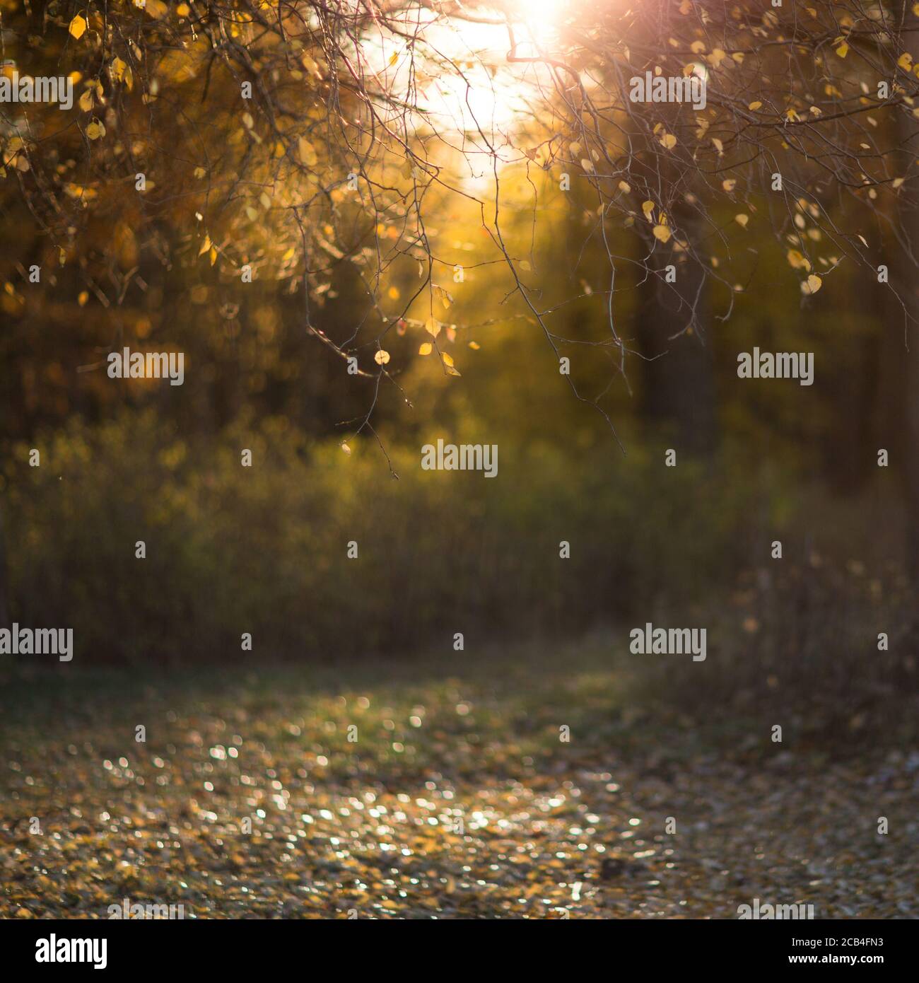 Selective soft focus trees hi-res stock photography and images - Alamy