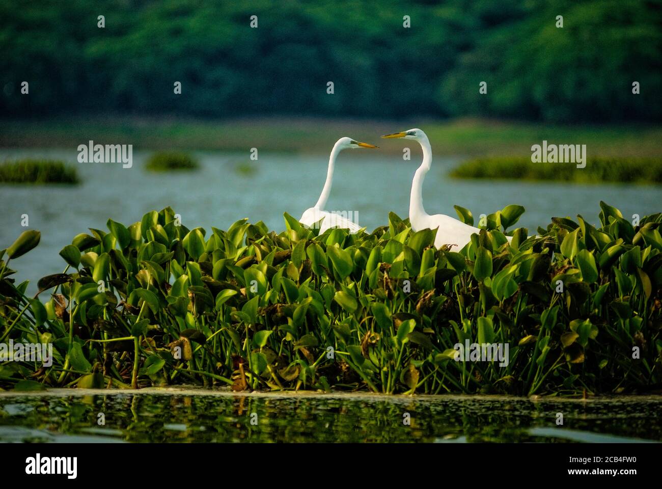 Cerron Grande High Resolution Stock Photography and Images - Alamy