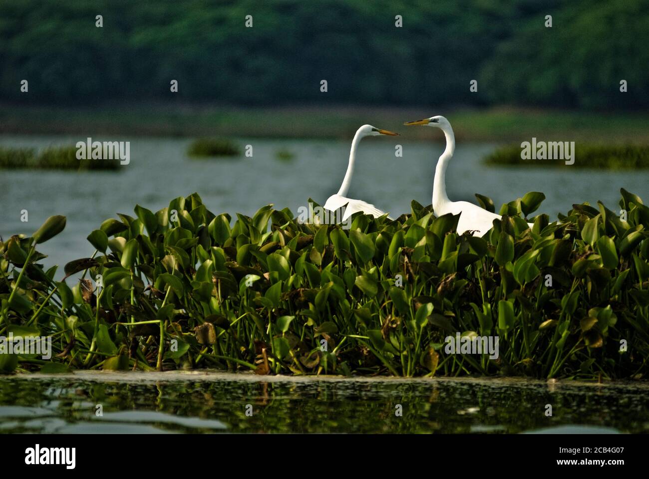 Cerron Grande High Resolution Stock Photography and Images - Alamy