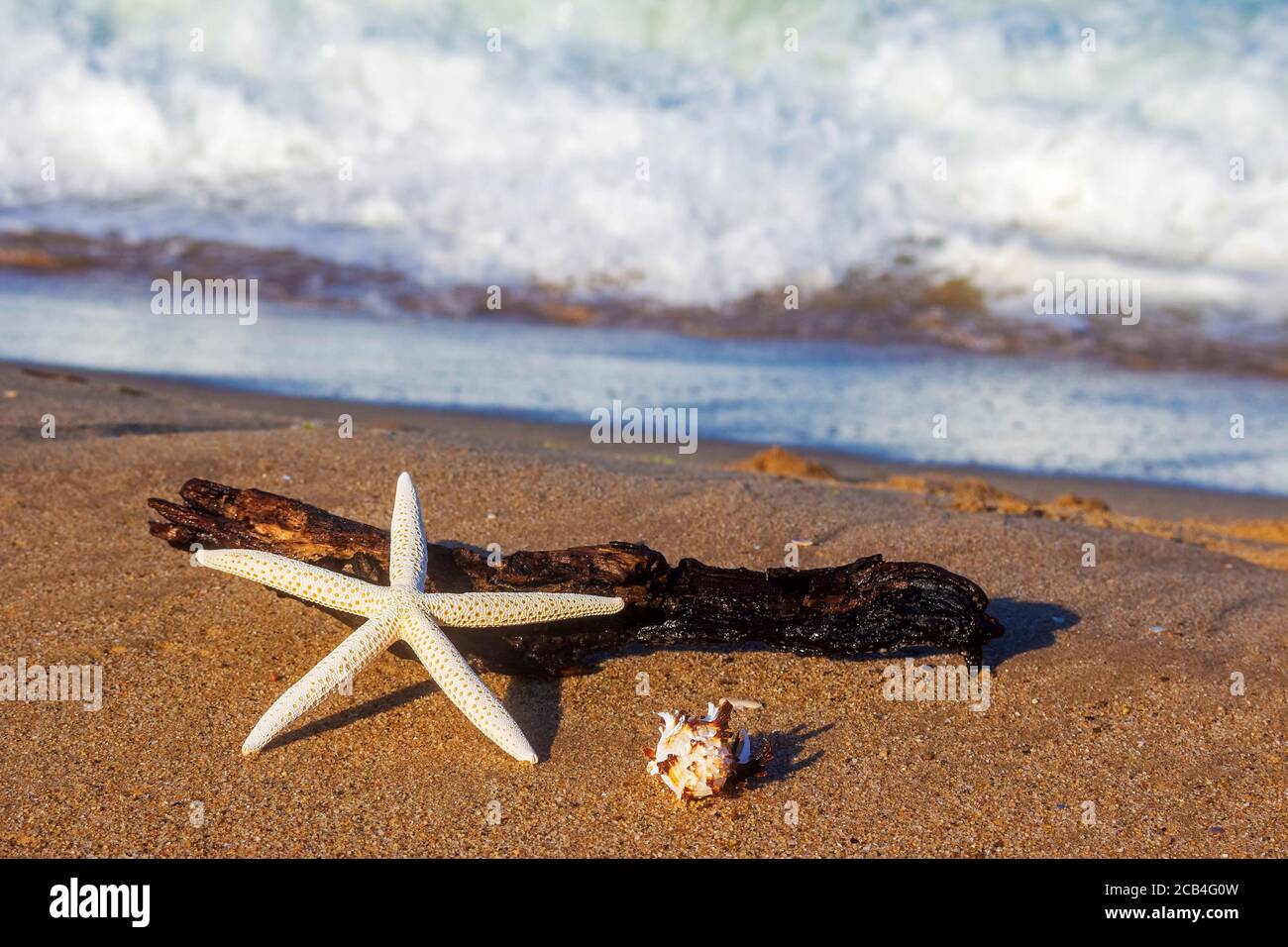 Starfish, conch and weathered wood on sea shore Stock Photo - Alamy