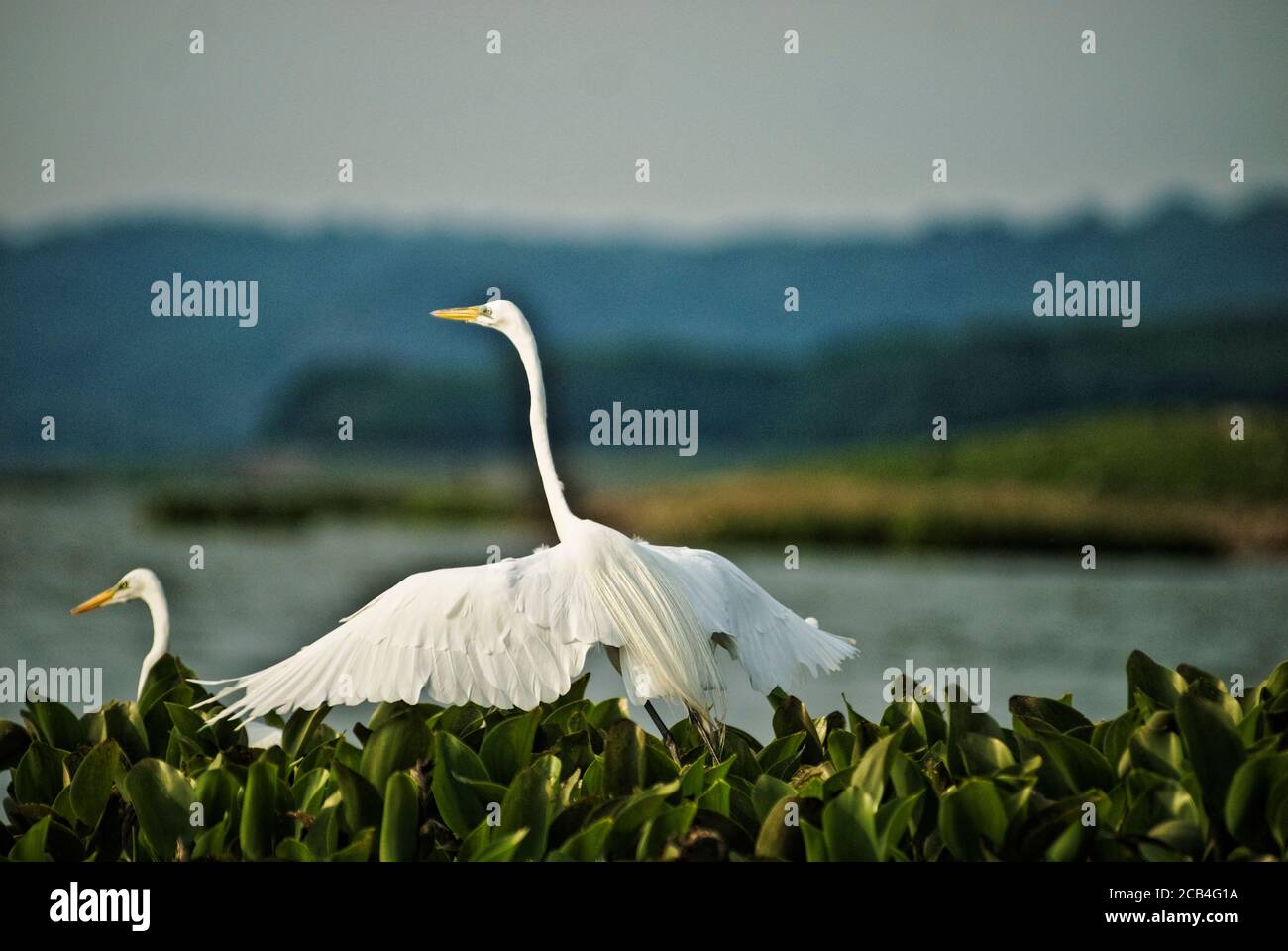 Cerron Grande High Resolution Stock Photography and Images - Alamy