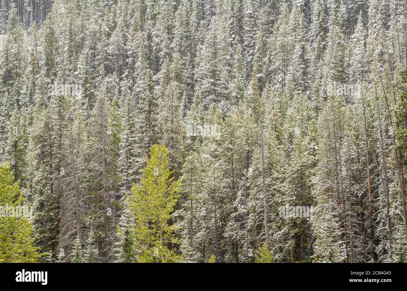 Fresh snow on a lodgepole pine forest, Banff National Park, Alberta ...