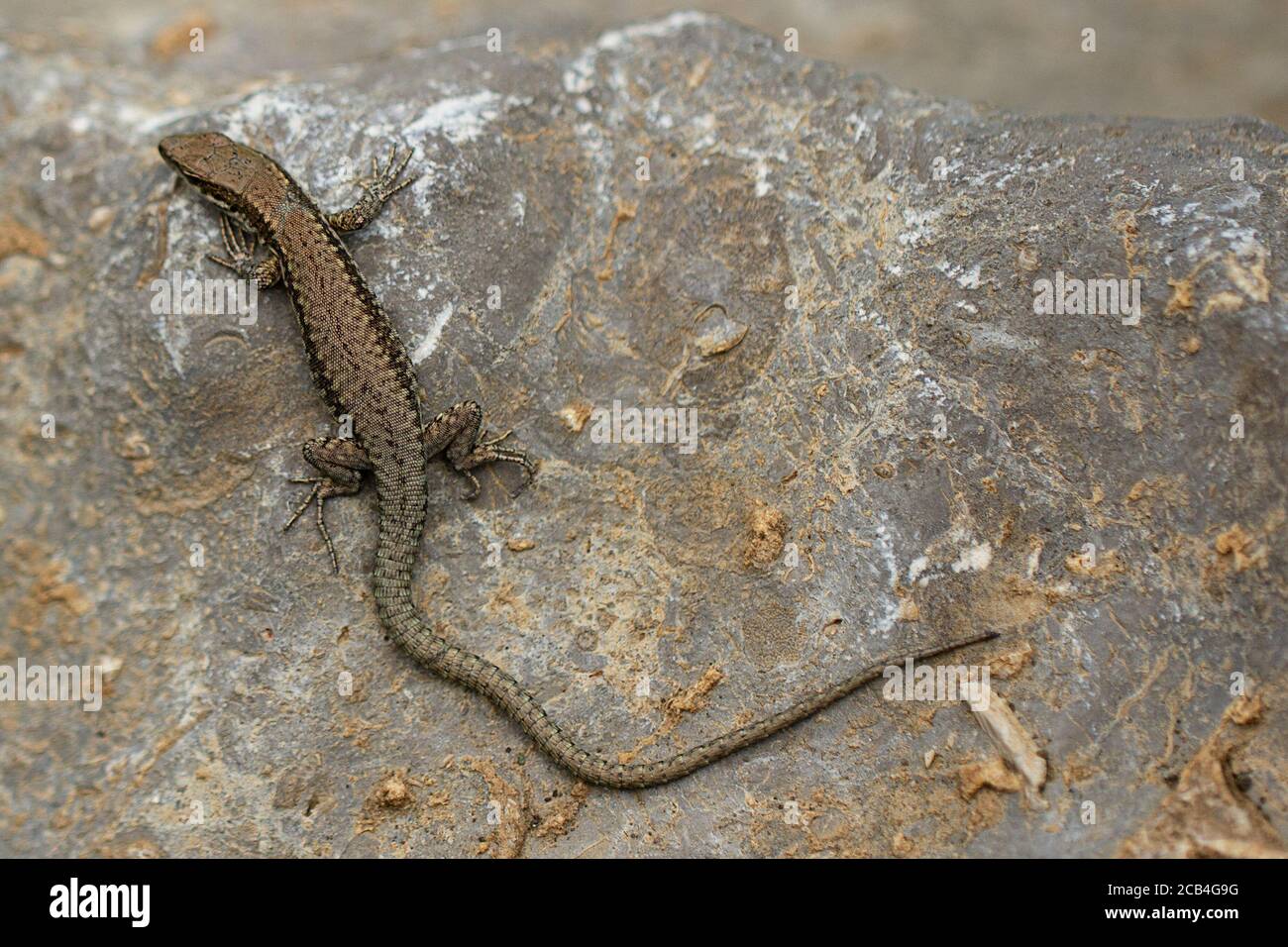 Common Wall Lizard, Podarcis muralis basking on a rock Stock Photo - Alamy