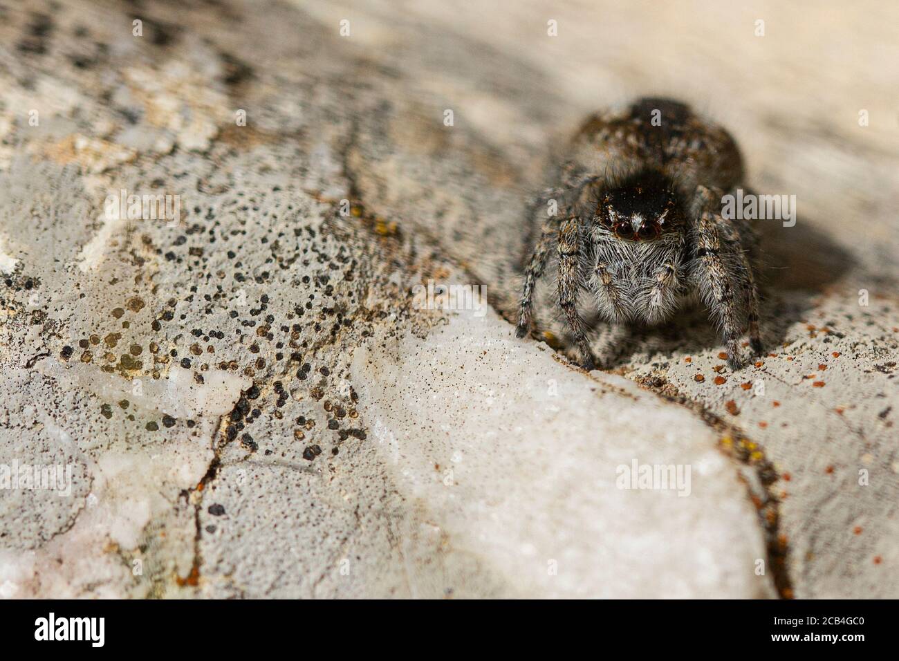 Furry female jumping spider, Philaeus chrysops Stock Photo - Alamy