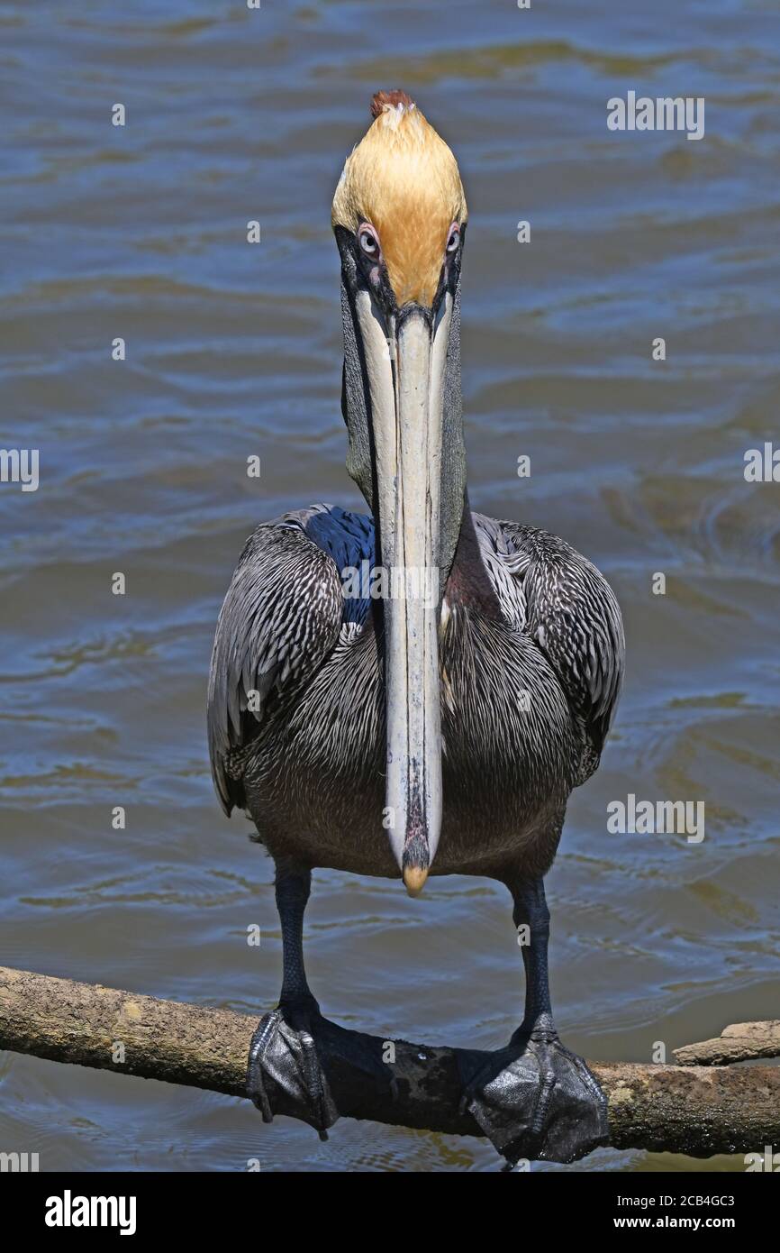 Brown pelican, frontal portrait Stock Photo - Alamy