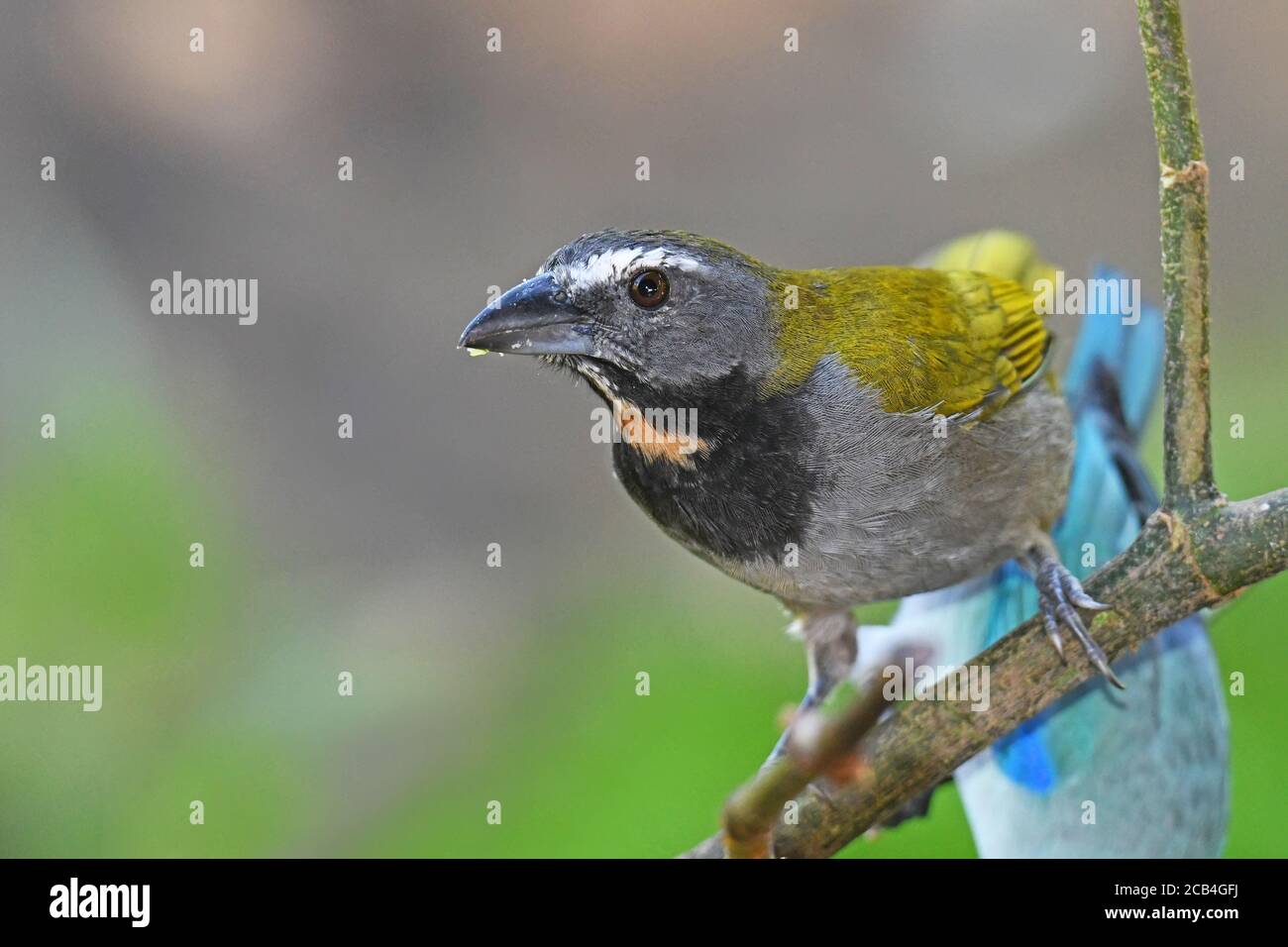 Black headed saltator hi-res stock photography and images - Alamy