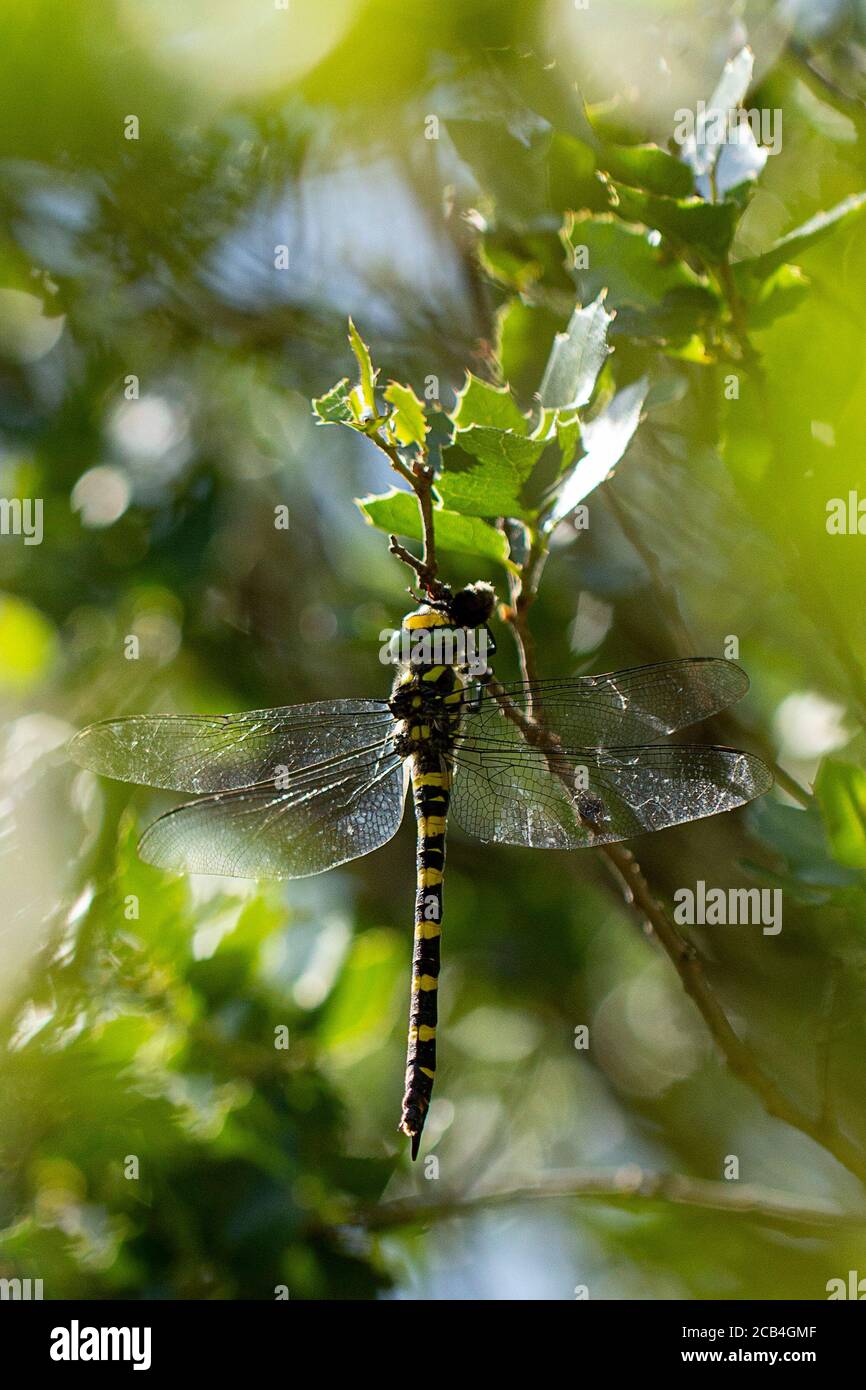 Greek Goldenring Dragonfly (Cordulegaster helladica) hanging in an Oak ...