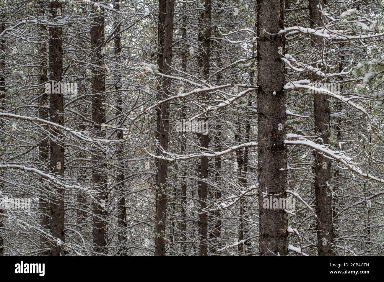Fresh snow in a lodgepole pine forest, Banff National Park, Alberta ...