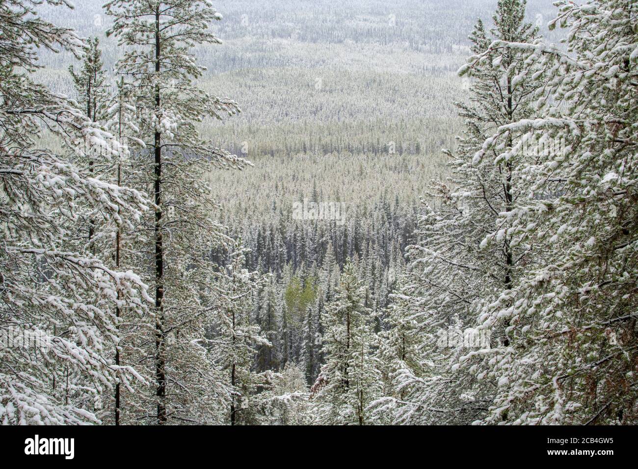 Fresh snow in a lodgepole pine forest, Banff National Park, Alberta ...
