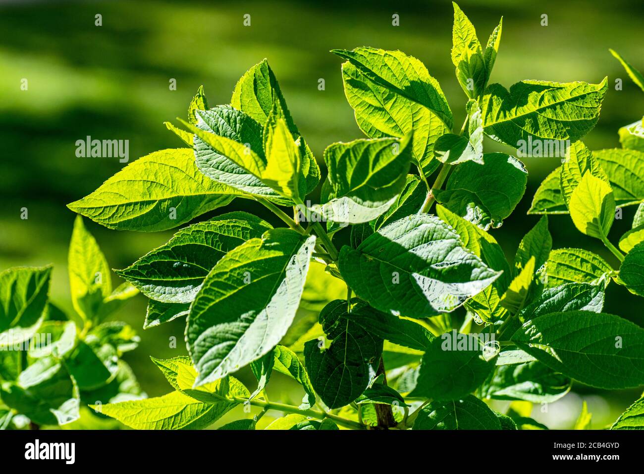 Large green leaves in the backlight. Beautiful texture of the leaves in ...