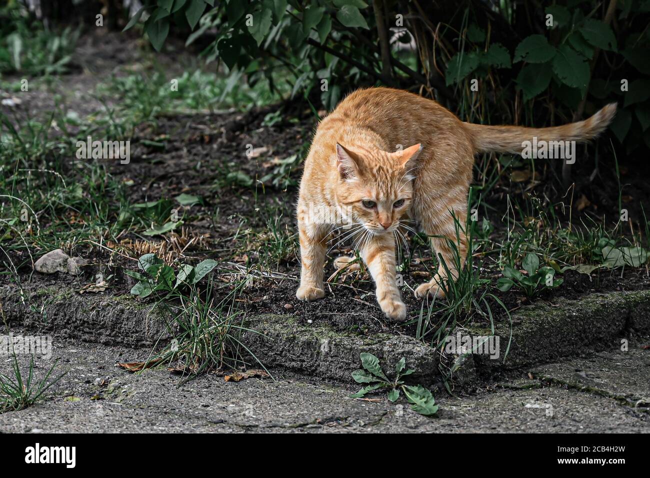 Going hunting hi-res stock photography and images - Alamy
