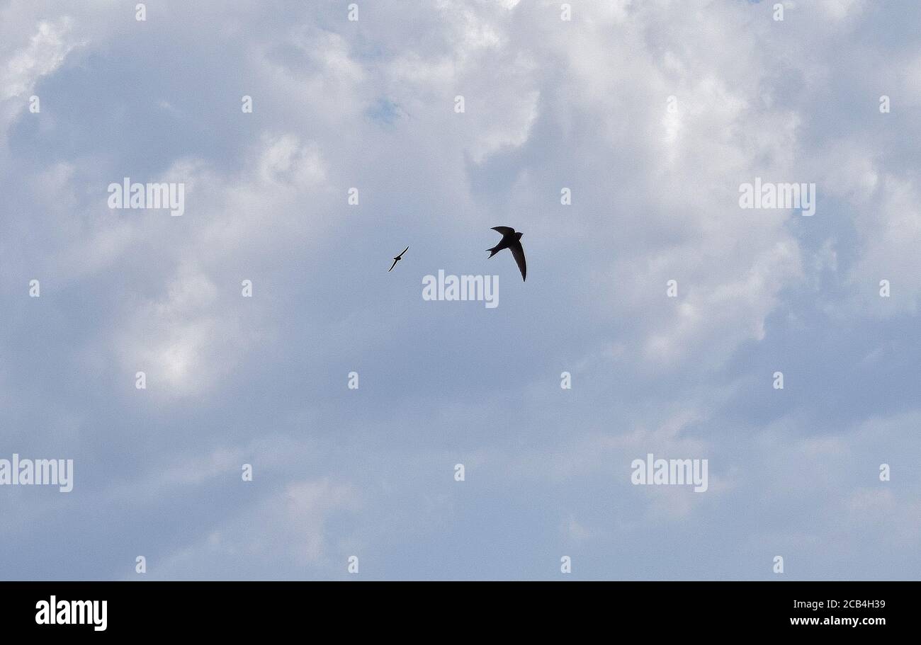 Common House Martin bird flying in a cloudy sky Stock Photo - Alamy