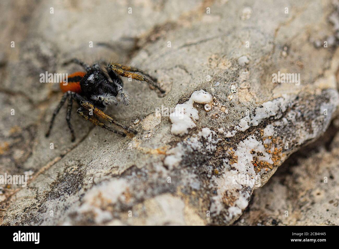 Male Red-backed jumping spider, Philaeus chrysops Stock Photo - Alamy