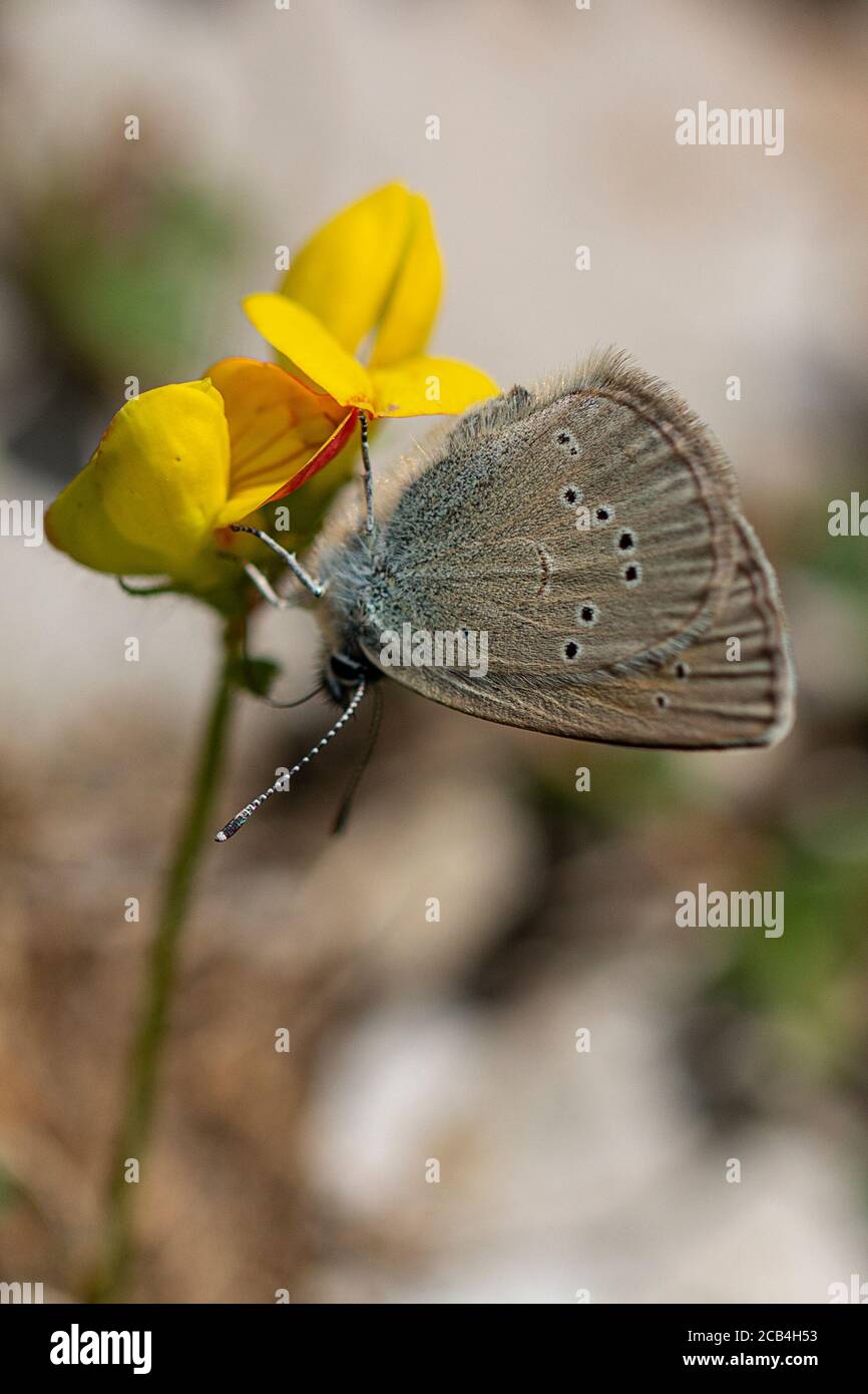 Mazarine blue butterfly hi-res stock photography and images - Alamy