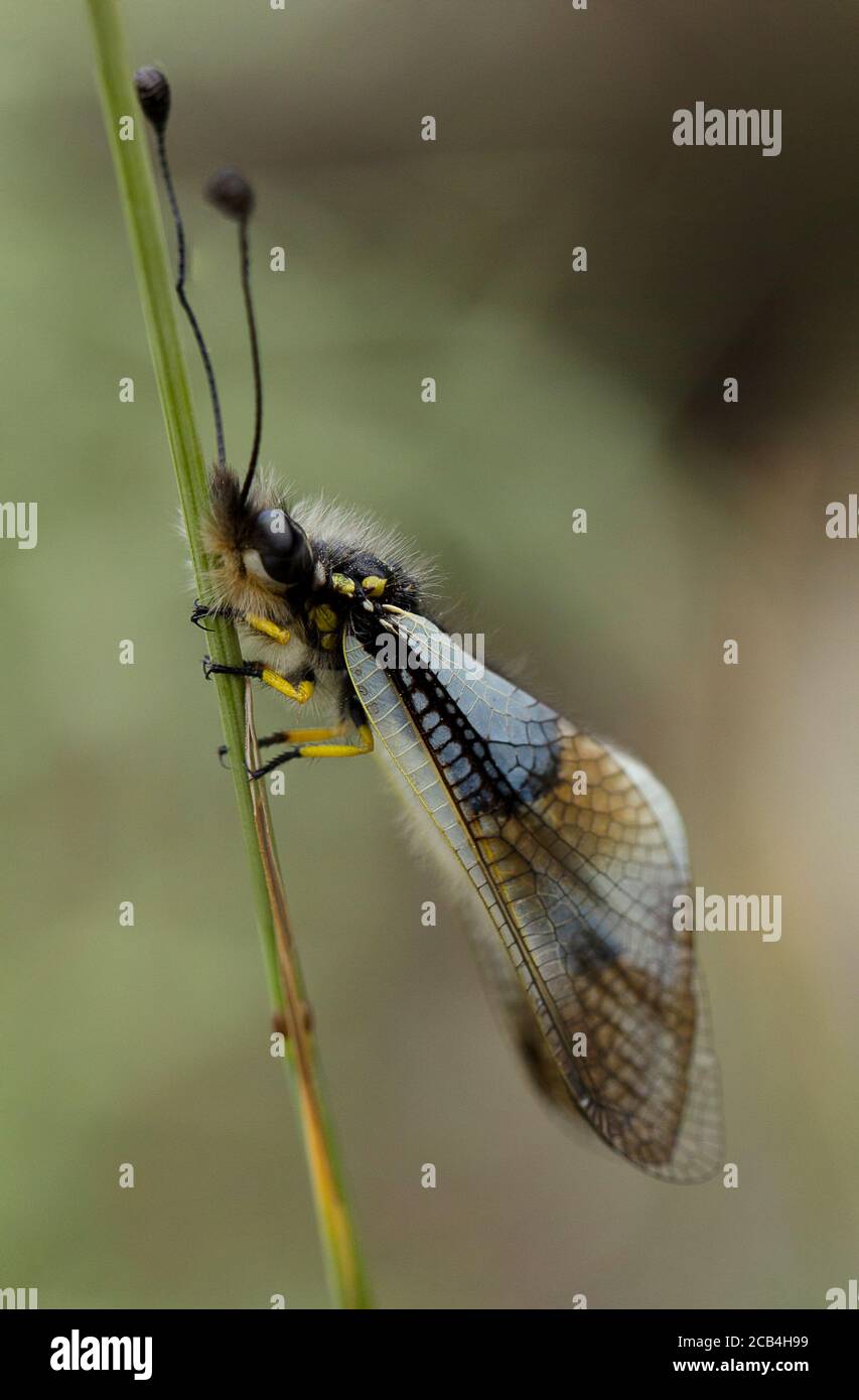 Milky owlfly hi-res stock photography and images - Alamy