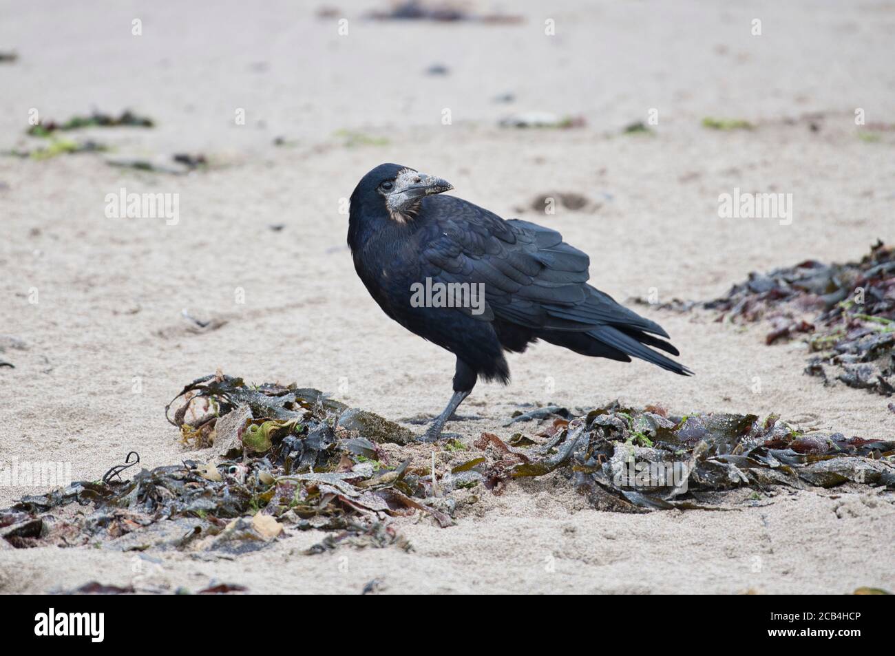 Foraging uk beach hi-res stock photography and images - Alamy