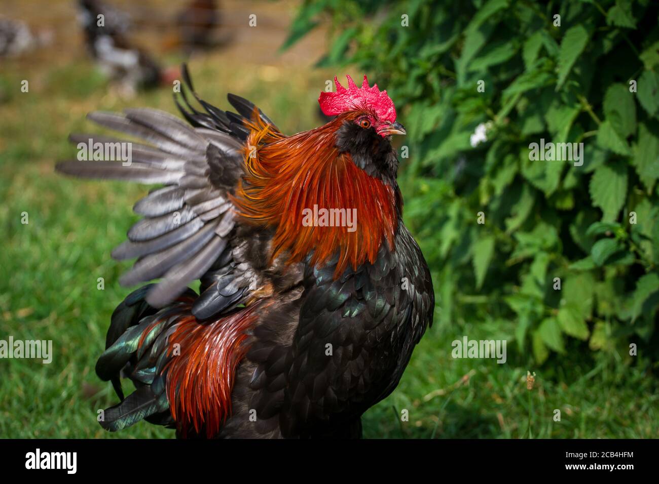 Bantam Thuringian Bearded Chicken rooster (Thüringer Zwerg-Barthuhn), a ...