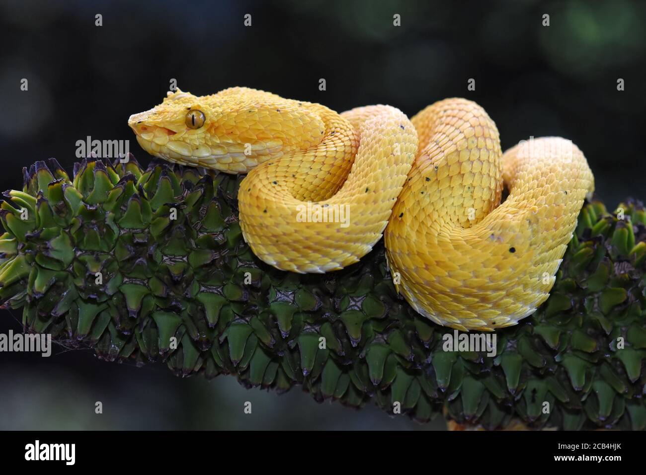 Green eyelash viper hi-res stock photography and images - Alamy
