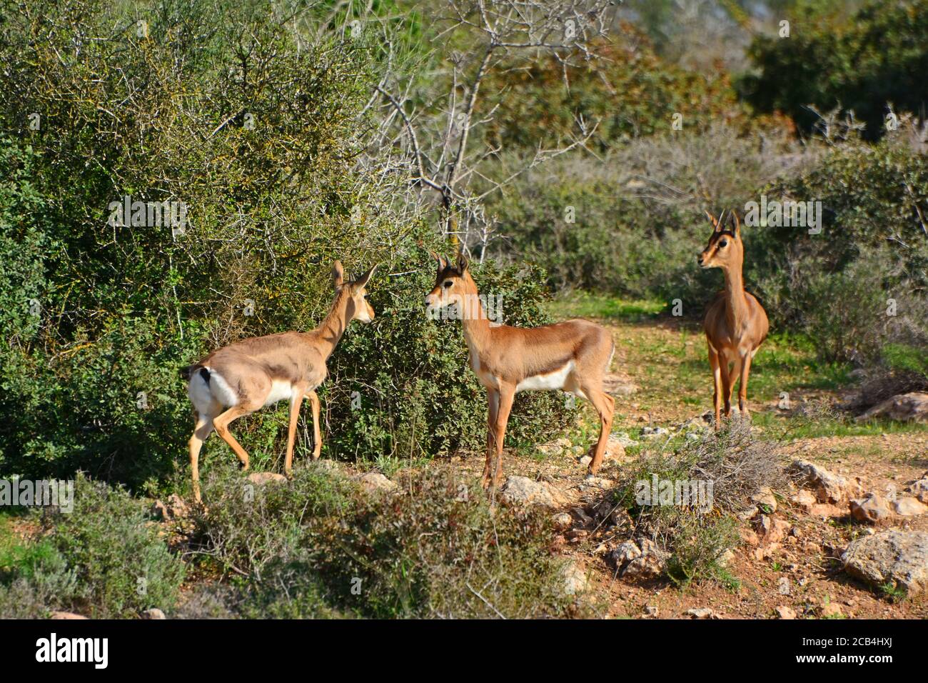 Mountain gazelle, Gazella gazella gazella Stock Photo - Alamy