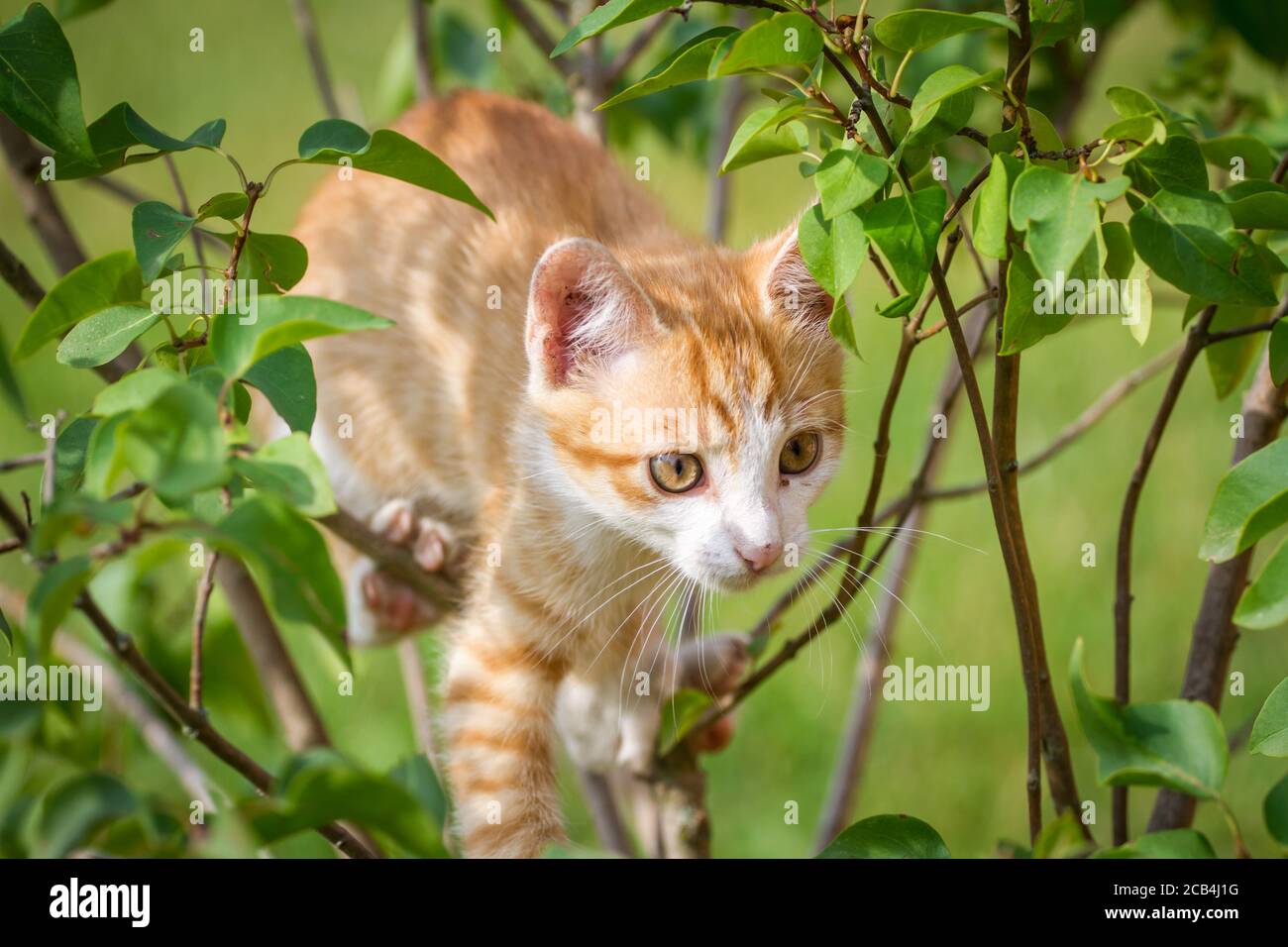 Young red tabby tomcat climbing in a bush Stock Photo - Alamy