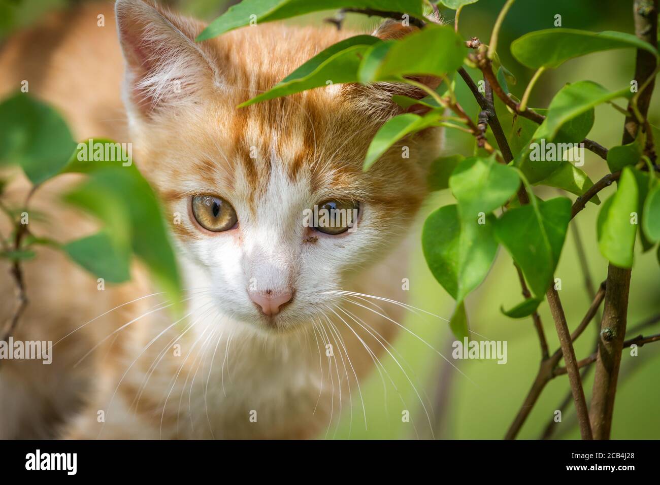Young red tabby tomcat climbing in a bush Stock Photo - Alamy